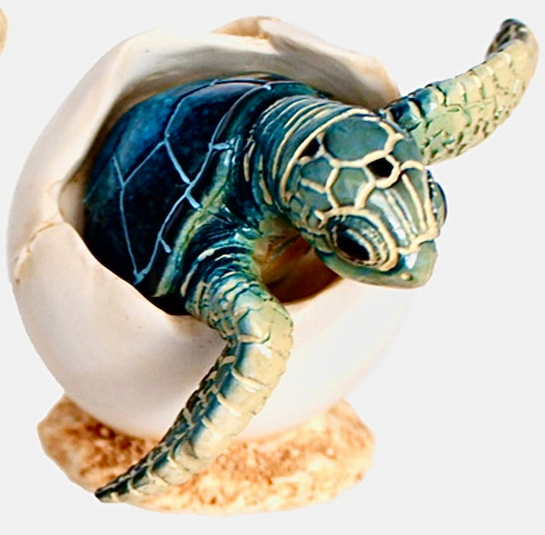 Hatching Baby Sea Turtle – Sea Things Ventura