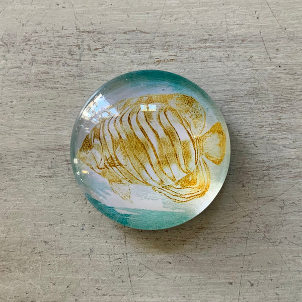 Oceanic Bubble Magnet – Sea Things Ventura