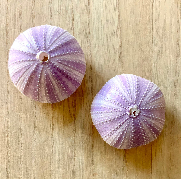 Natural Colorful Purple Delicate Sea Urchin – Sea Things Ventura