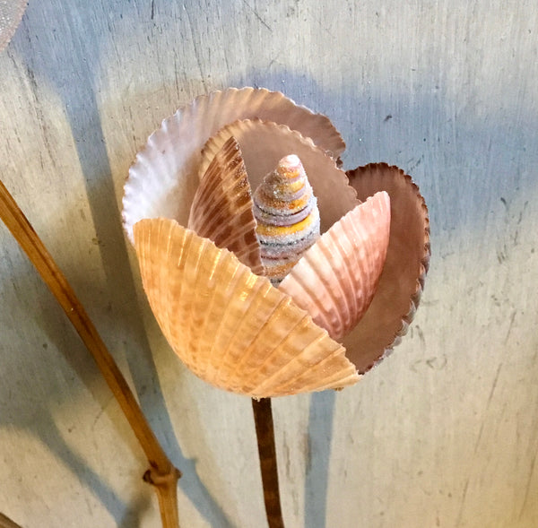Tahitian Shell Shimmer Rose – Sea Things Ventura