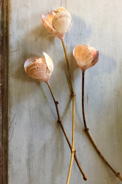 Tahitian Shell Shimmer Rose – Sea Things Ventura