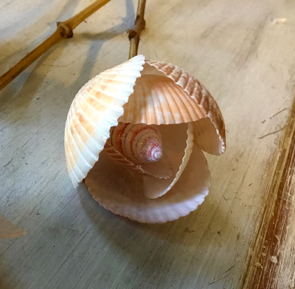 Tahitian Shell Shimmer Rose – Sea Things Ventura