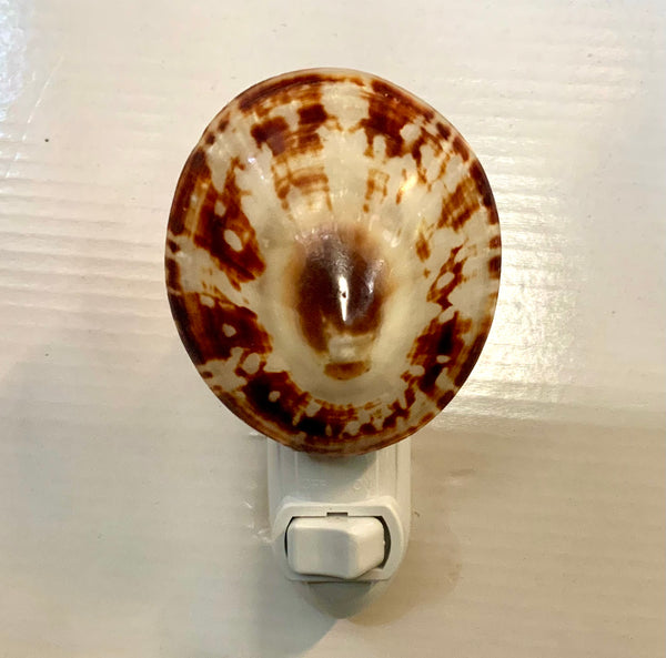 Limpet Shell Nightlight – Sea Things Ventura