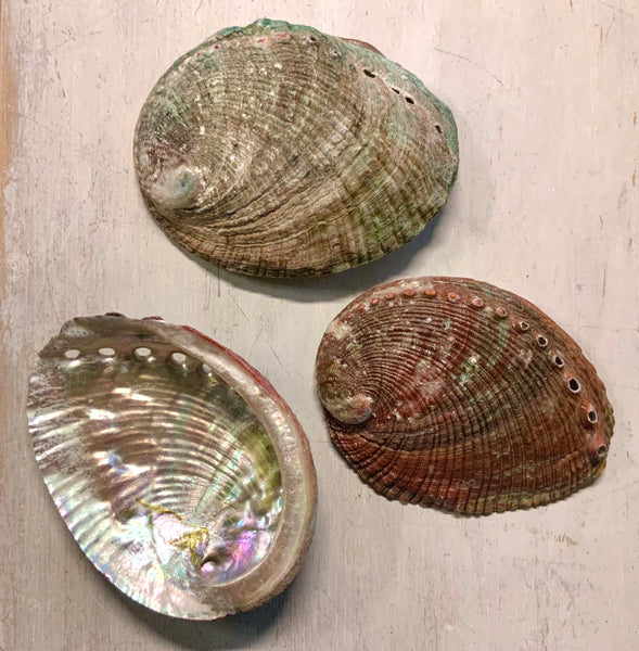 Rust Red Abalone Shell – Sea Things Ventura