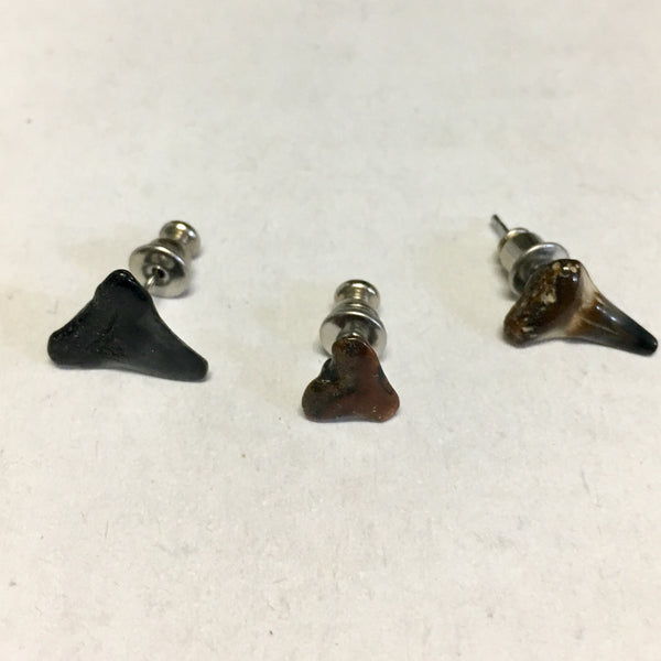 Shark Tooth Stud Earrings – Sea Things Ventura