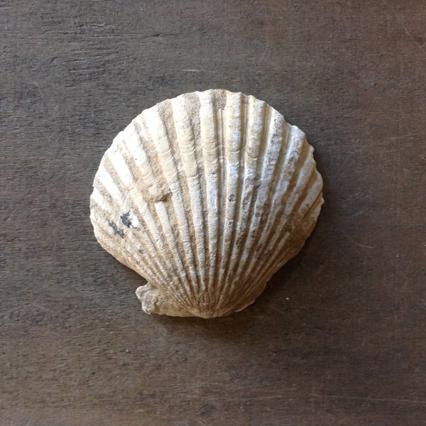 Scallop Shell Fossil – Sea Things Ventura