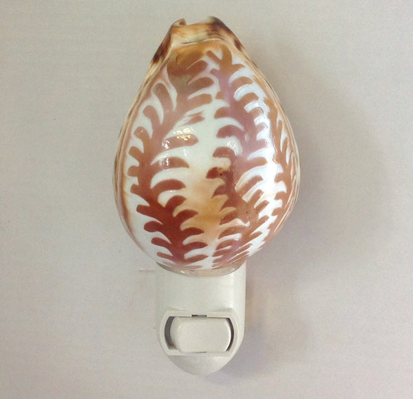 Carved Cowrie Shell Nightlight – Sea Things Ventura