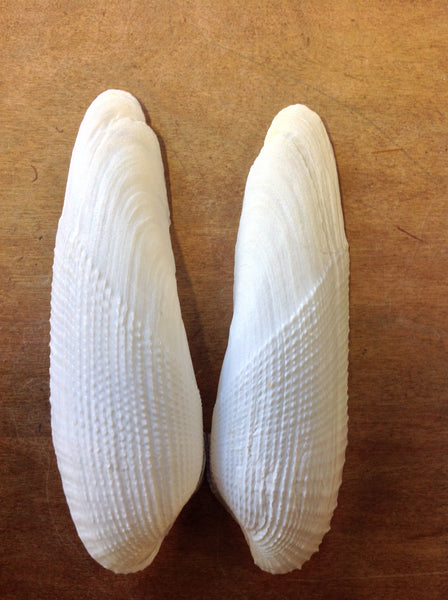 Angel Wing Pair – Sea Things Ventura