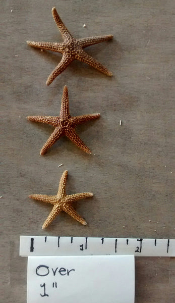 Florida Starfish – Sea Things Ventura