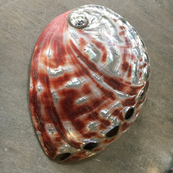 Polished Large Red Abalone Shell – Sea Things Ventura