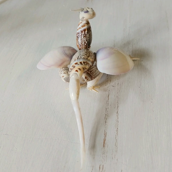 Shell Dragon Craft Box – Sea Things Ventura