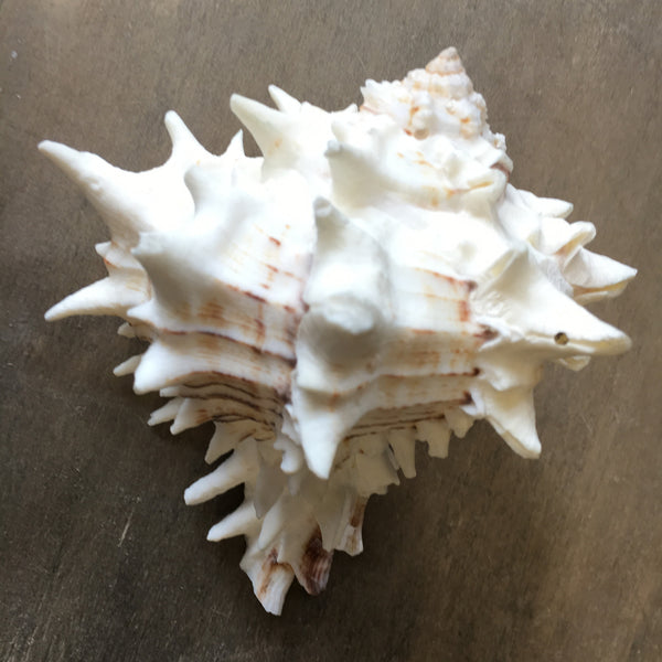 White Murex Shell – Sea Things Ventura
