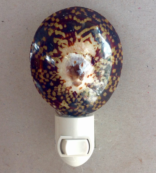 Limpet Shell Nightlight – Sea Things Ventura